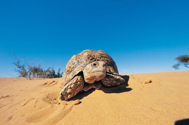 THE WILD ANIMALS FOUND AT NATIONAL PARKS | Wildsam