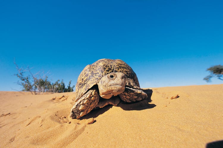 THE WILD ANIMALS FOUND AT NATIONAL PARKS | Wildsam
