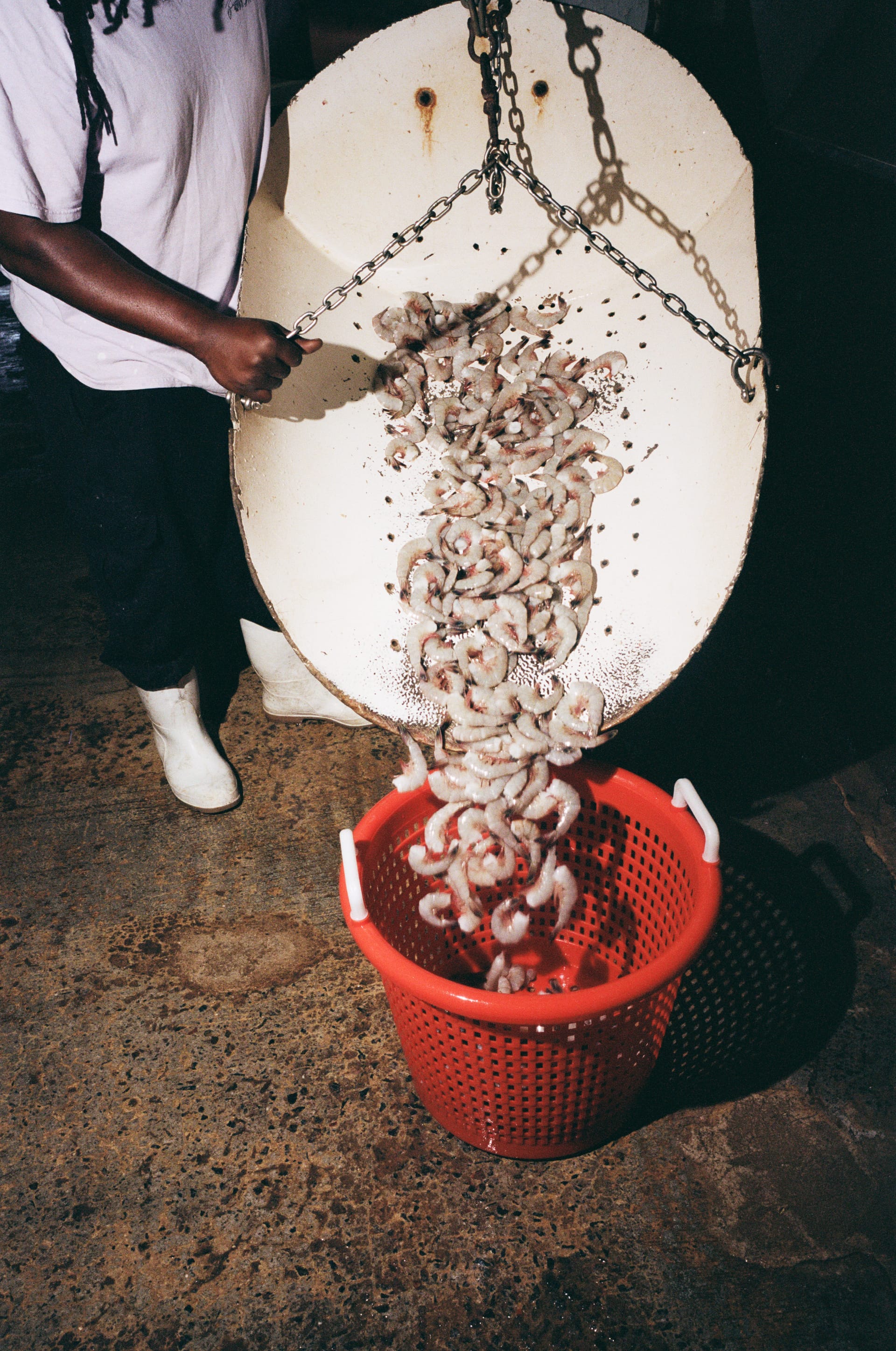 The Fish Company Where Forrest Gump Really Got All of His Shrimp From ...