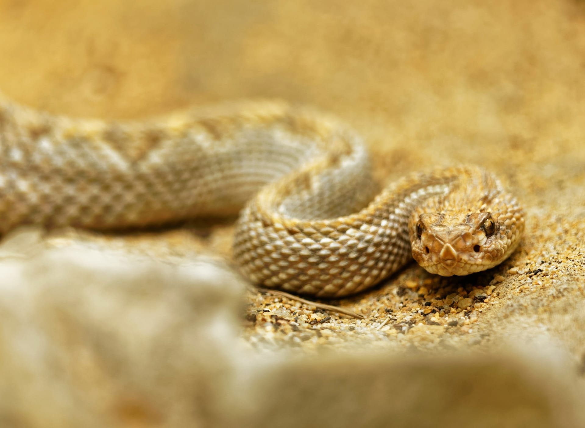 THE WILD ANIMALS FOUND AT NATIONAL PARKS | Wildsam