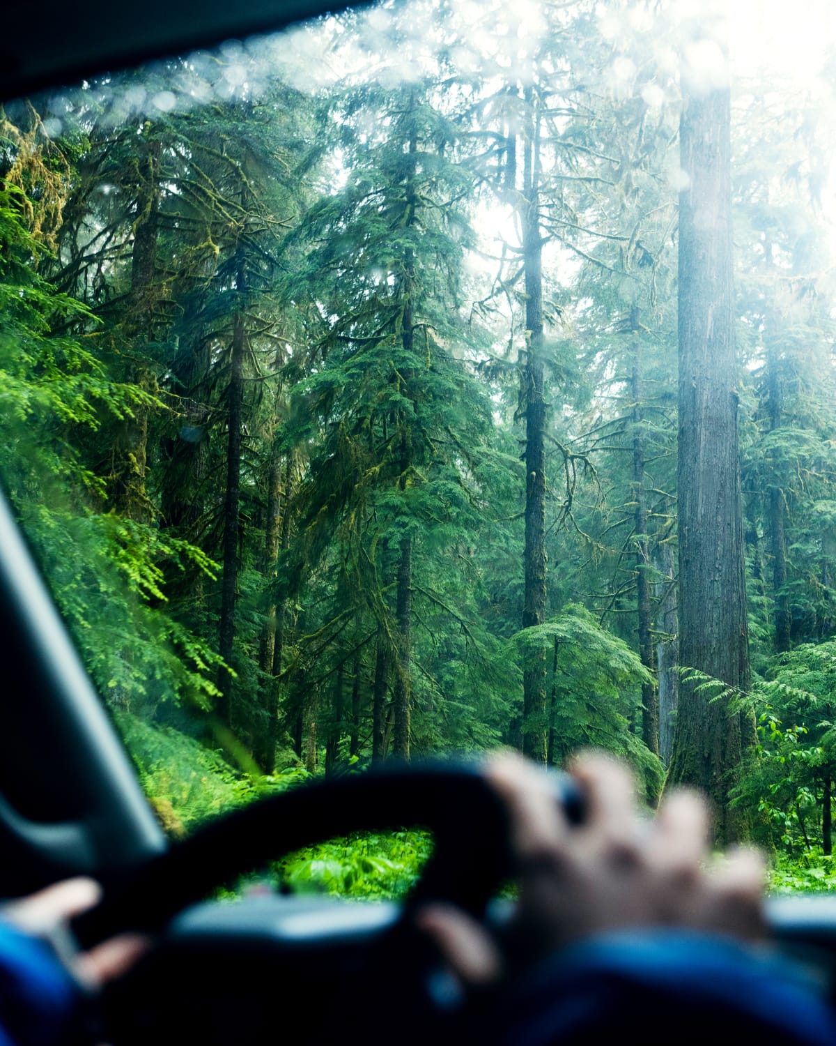 A Scenic Drive Through The Olympic Peninsula Leads to a Wild World ...