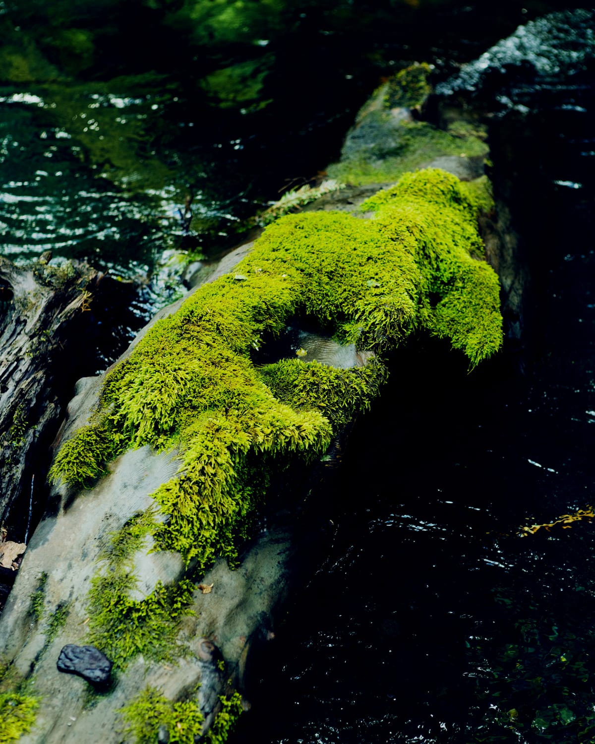 A Scenic Drive Through The Olympic Peninsula Leads to a Wild World ...