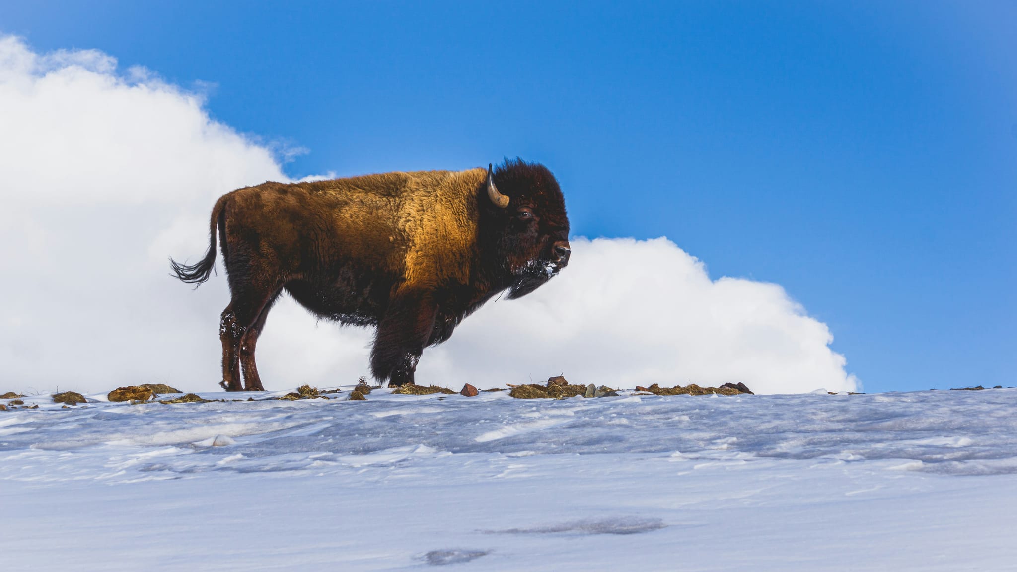 THE WILD ANIMALS FOUND AT NATIONAL PARKS | Wildsam