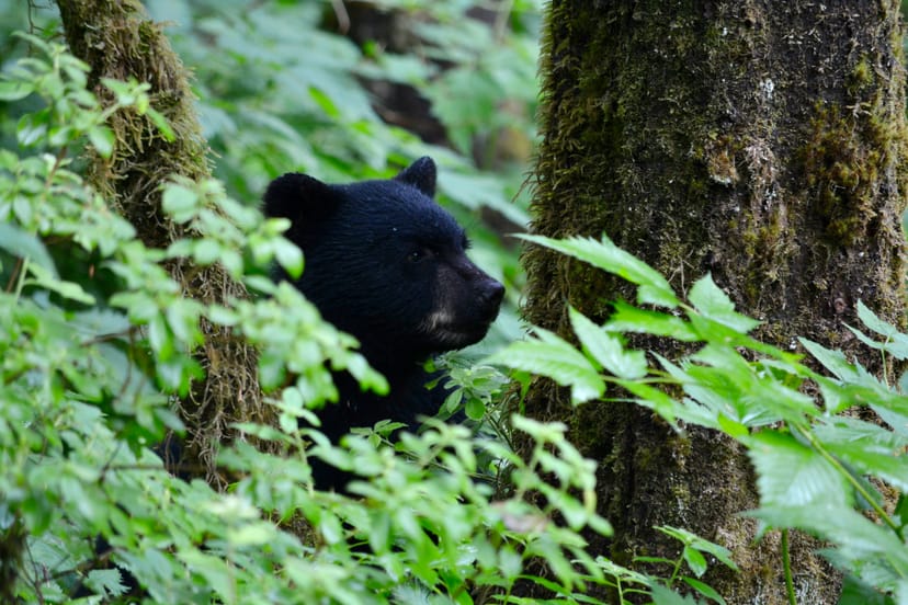 THE WILD ANIMALS FOUND AT NATIONAL PARKS | Wildsam