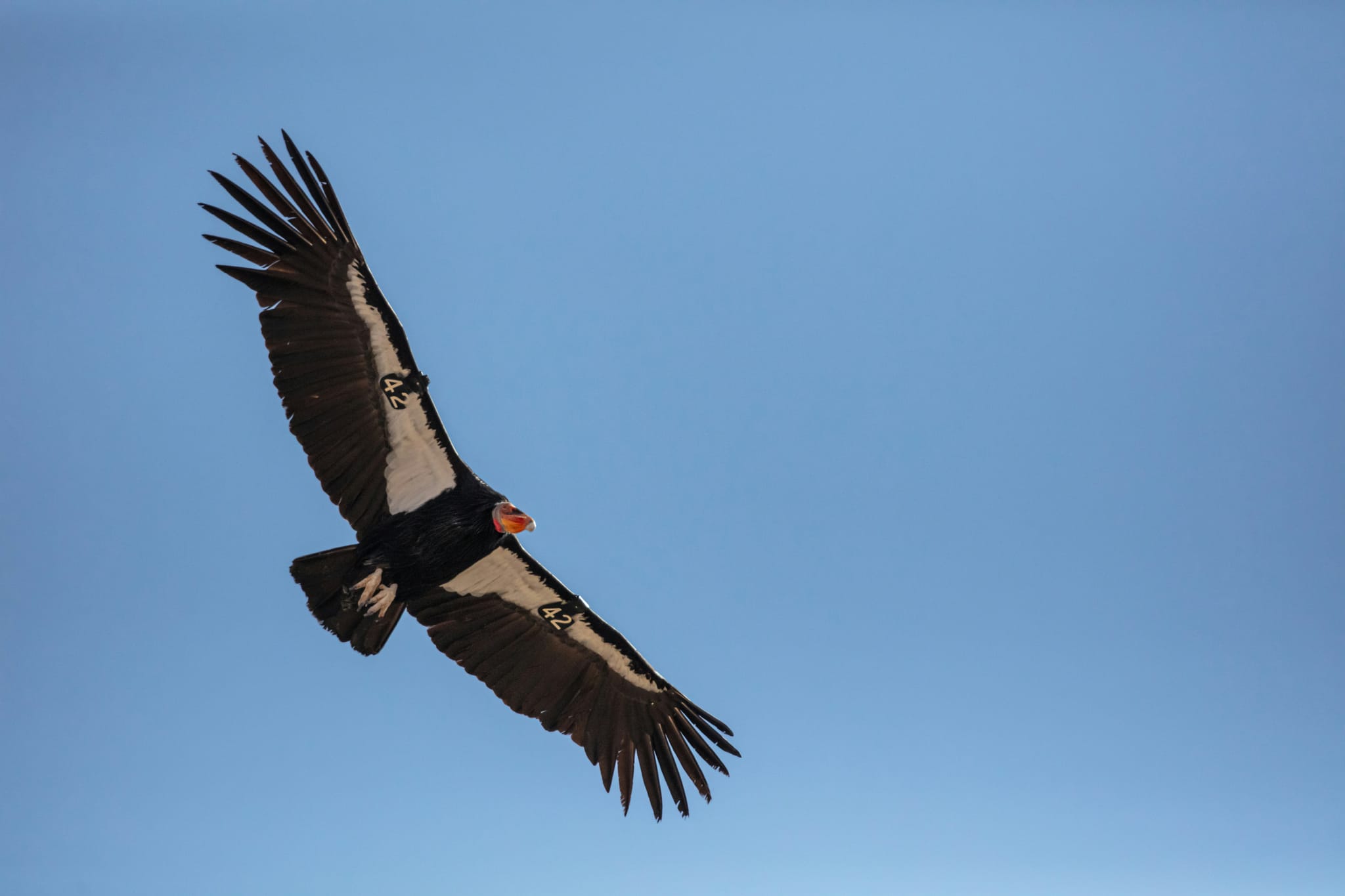 THE WILD ANIMALS FOUND AT NATIONAL PARKS | Wildsam